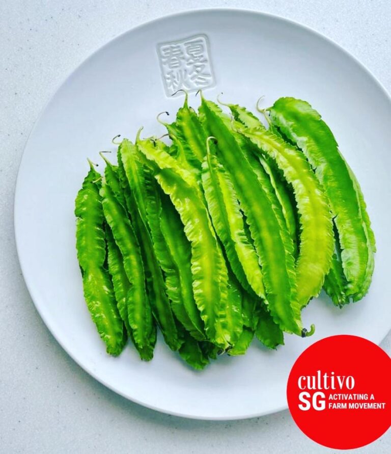 Winged Beans - SG - FOODS & FRUITS